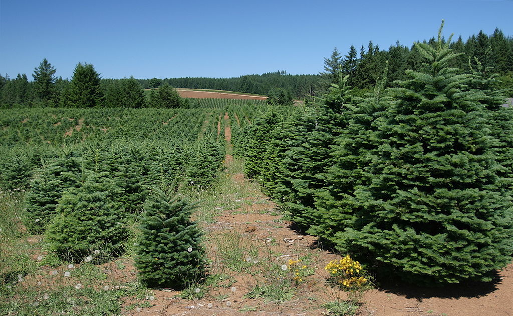 Growing Christmas Trees in the Upper Peninsula